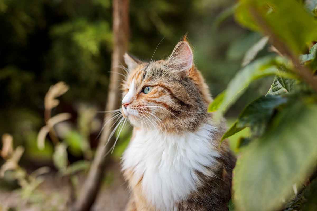 Día Internacional del Gato: 10 recomendaciones para asegurar que esté ...